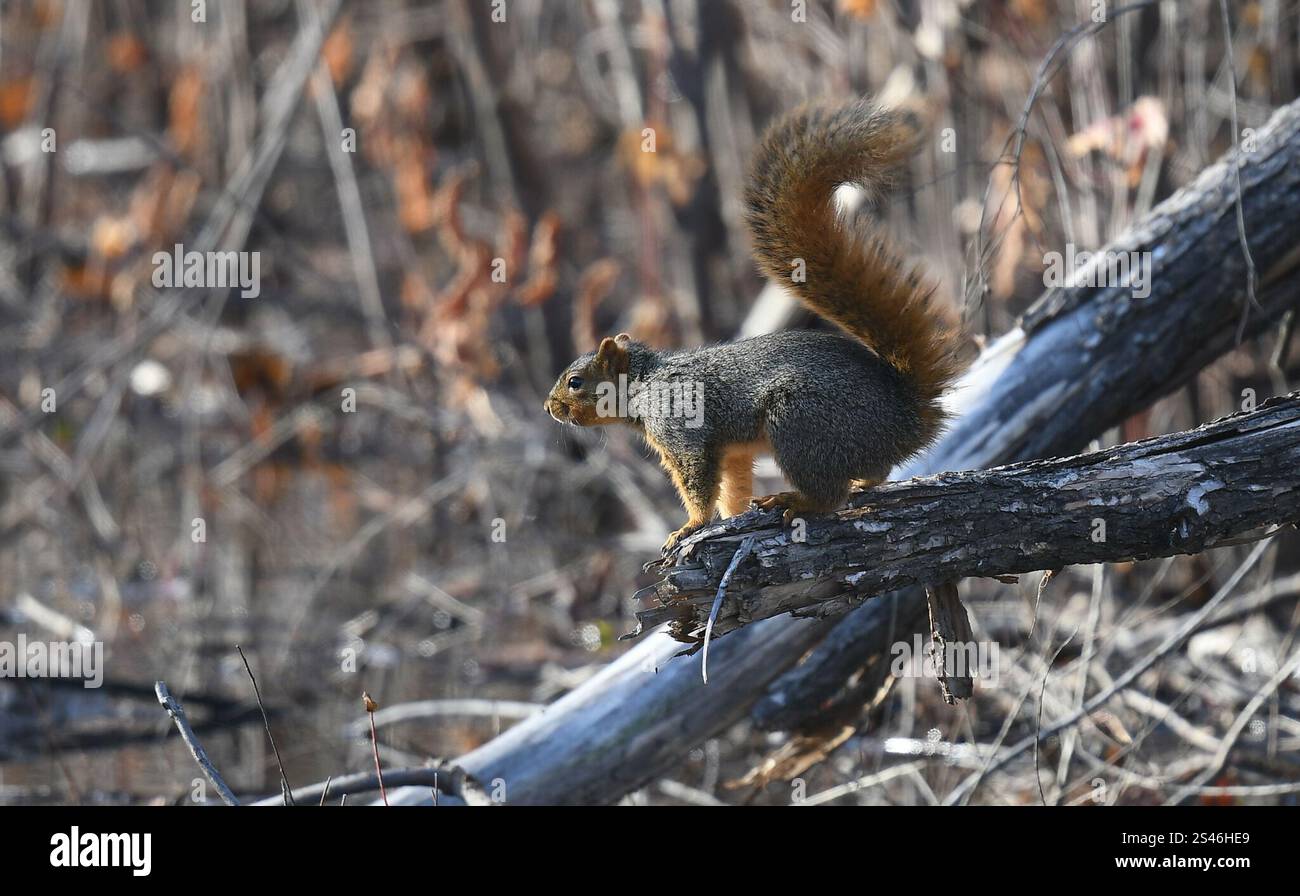 Eastern Fox Squirrel (Sciurus niger Stock Photo - Alamy