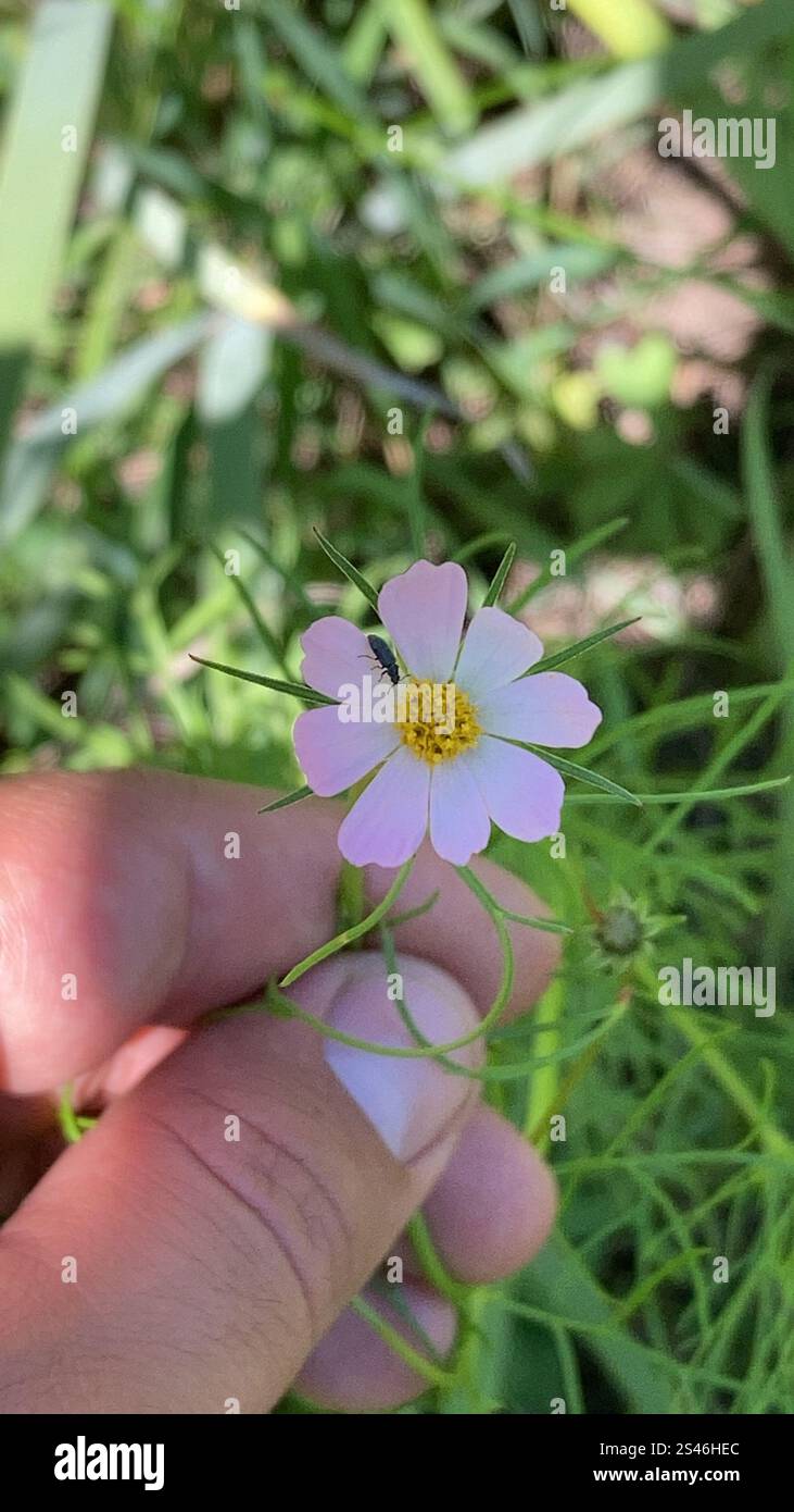 southwestern cosmos (Cosmos parviflorus Stock Photo - Alamy