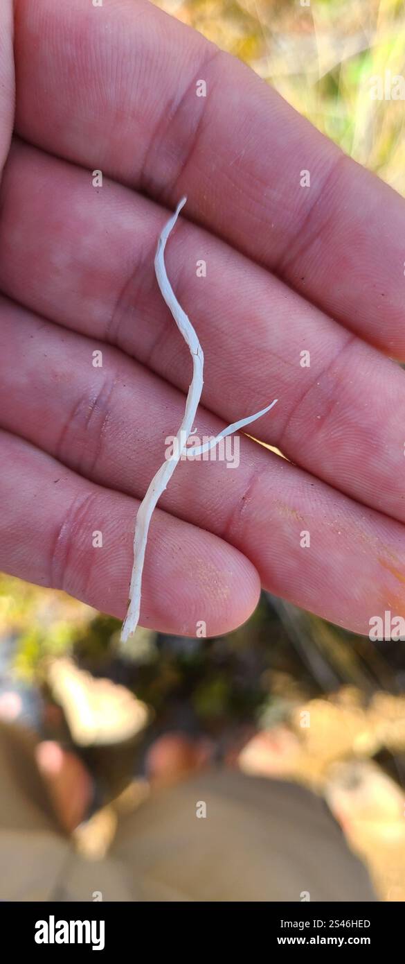Whiteworm Lichen (Thamnolia vermicularis Stock Photo - Alamy