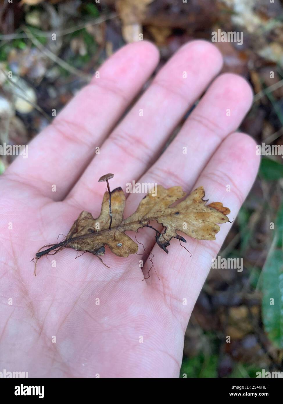 Oak-leaf Pinwheel (Collybiopsis quercophila Stock Photo - Alamy