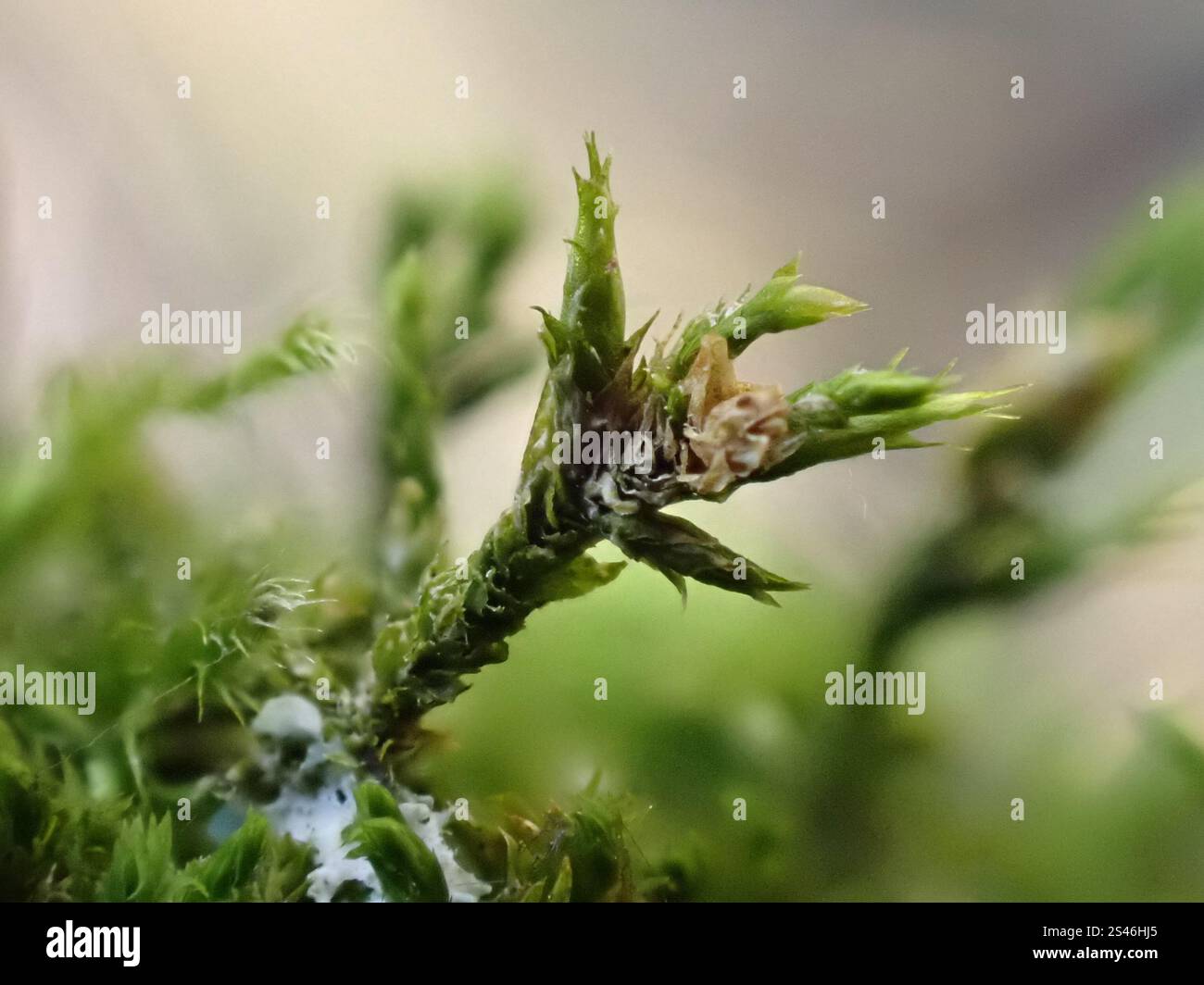 Lateral Cryphaea (Cryphaea heteromalla Stock Photo - Alamy
