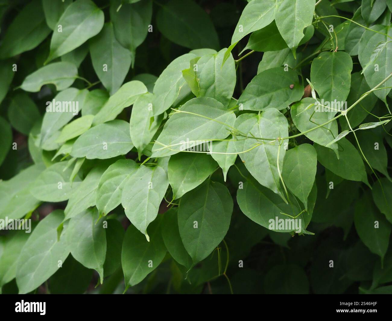 Flame vine (Pyrostegia venusta Stock Photo - Alamy