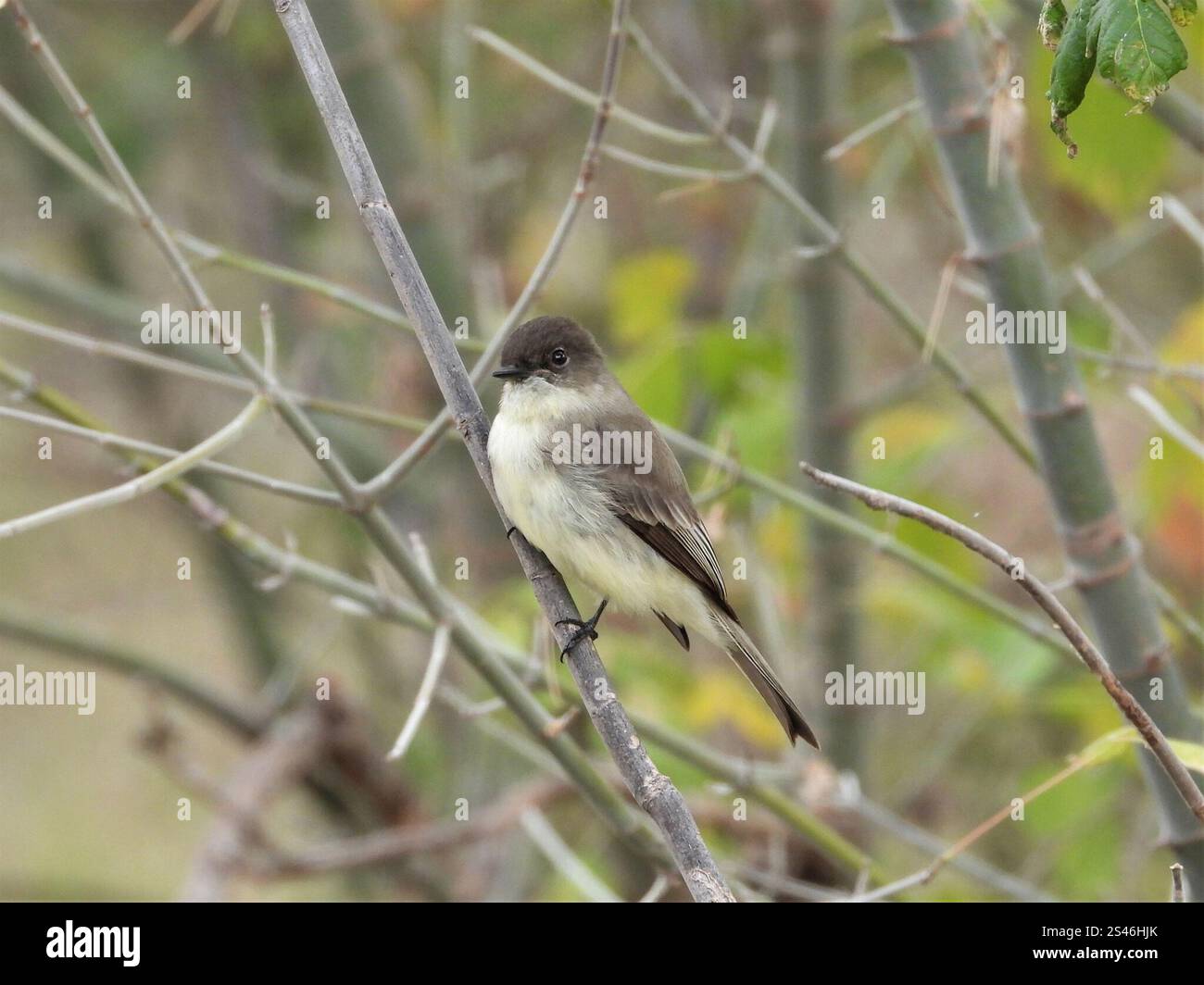 Eastern Phoebe (Sayornis phoebe Stock Photo - Alamy