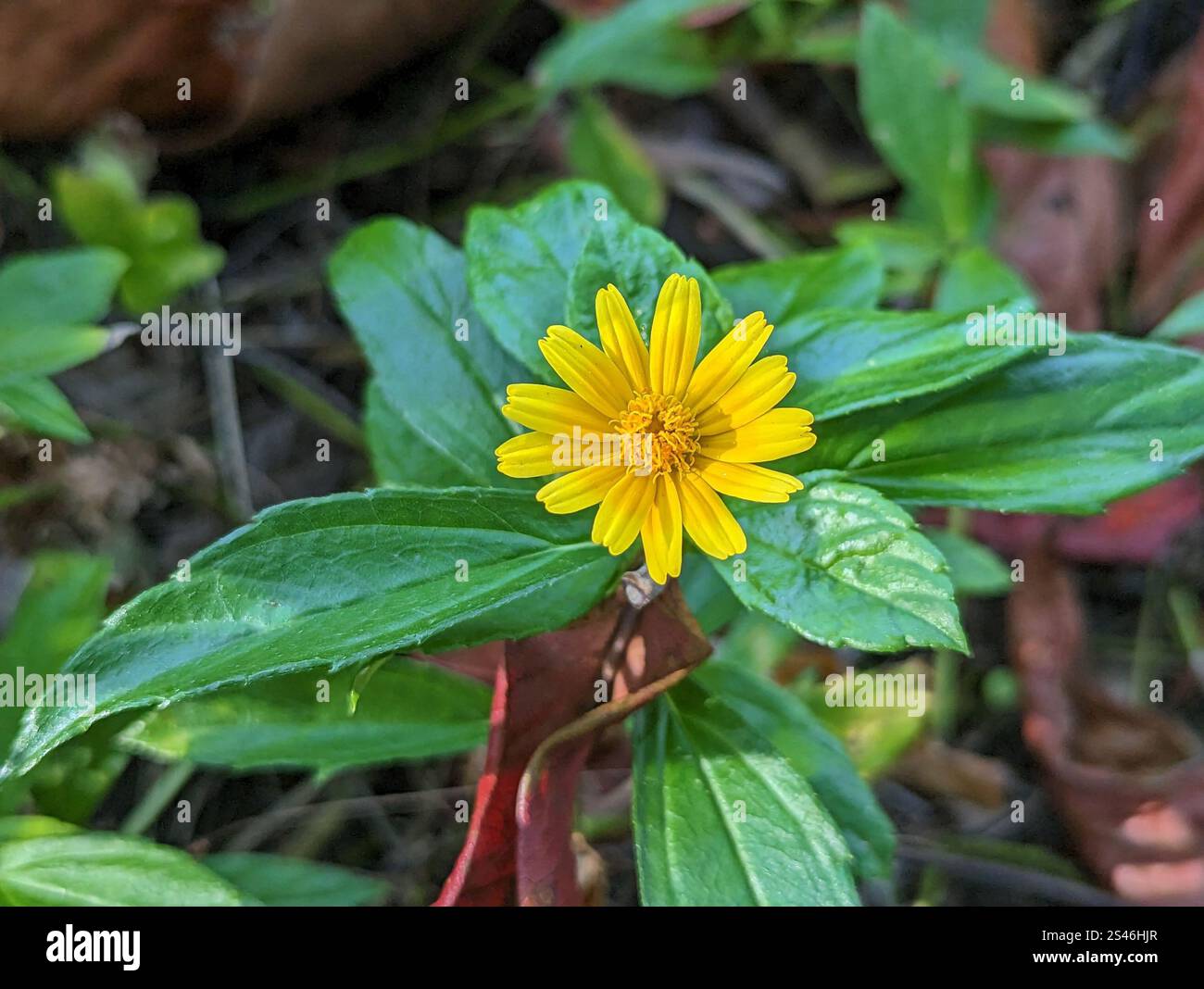trailing daisy (Sphagneticola trilobata Stock Photo - Alamy