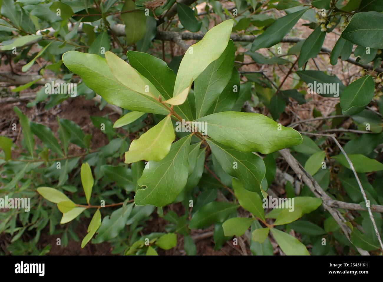 Blue Gwarrie (Euclea crispa Stock Photo - Alamy