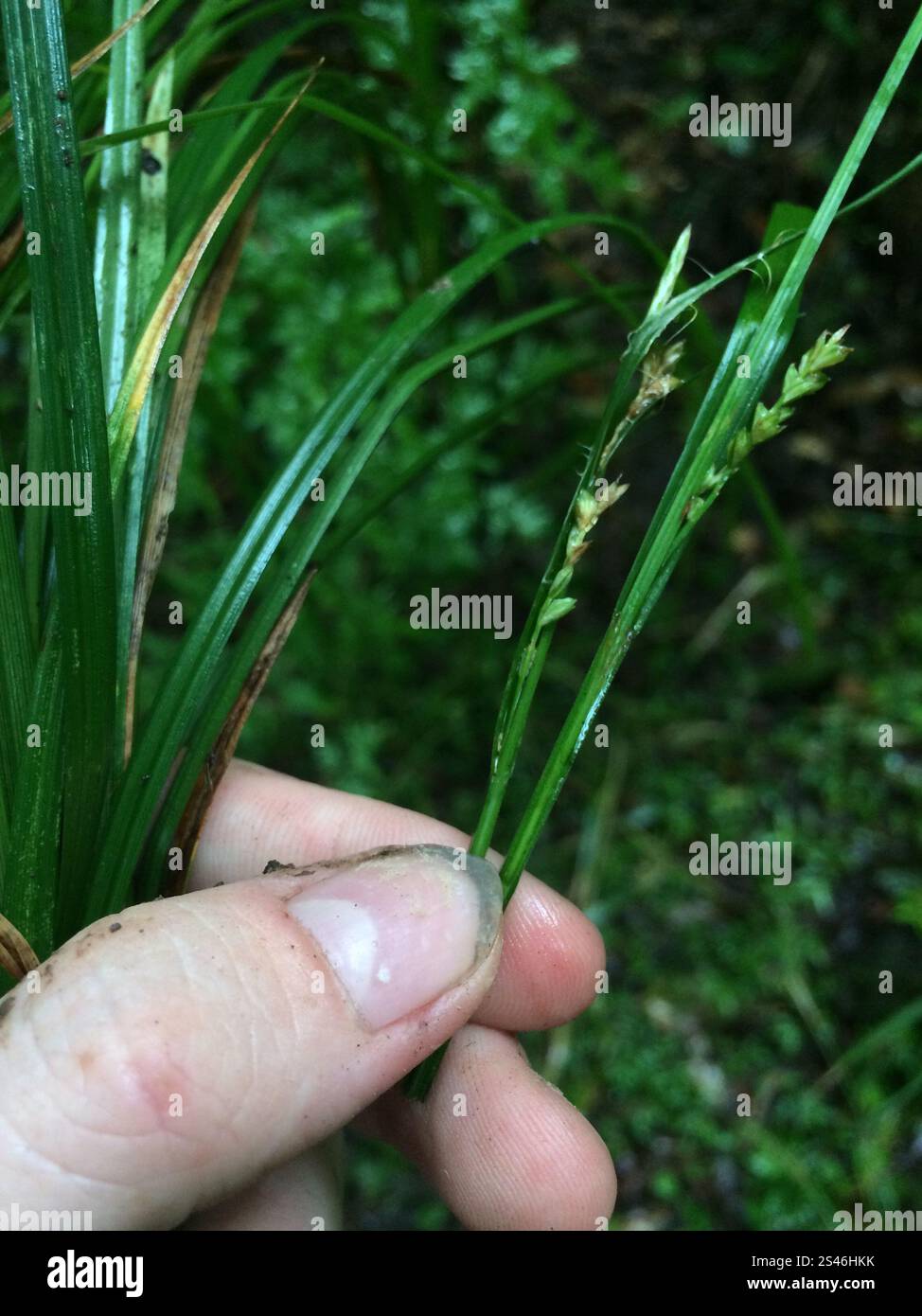 Coastal Plain Sedge (Carex crebriflora Stock Photo - Alamy
