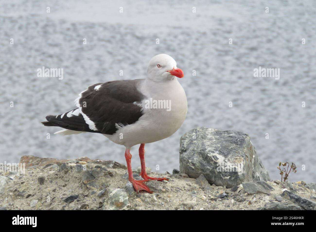 Dolphin Gull (Leucophaeus scoresbii Stock Photo - Alamy