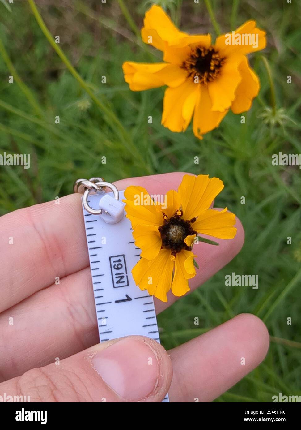 stiff greenthread (Thelesperma filifolium Stock Photo - Alamy