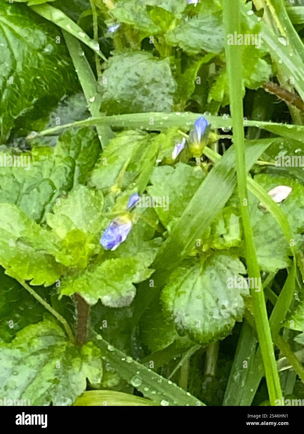bird's-eye speedwell (Veronica persica Stock Photo - Alamy