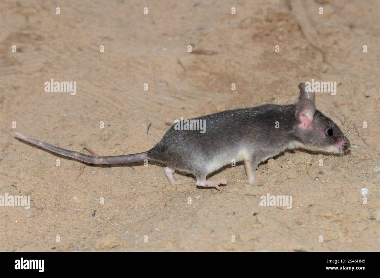 Long-tailed Pouched Rat (Beamys hindei Stock Photo - Alamy