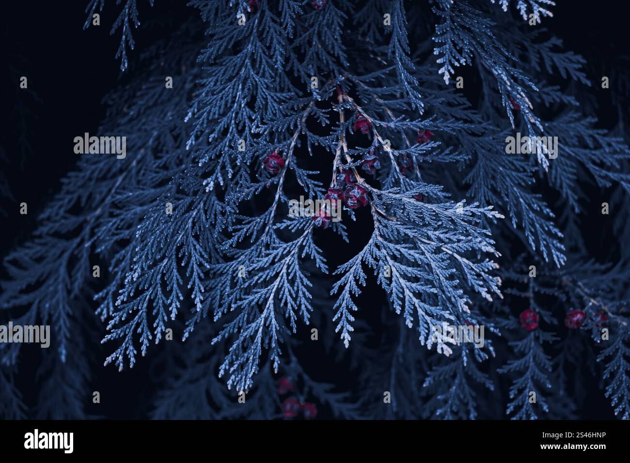 blue pine tree leaves in the forest, cypress leaves, blue background ...