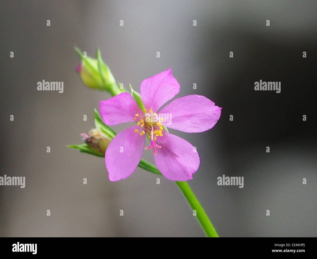 Philippine spinach (Talinum fruticosum Stock Photo - Alamy