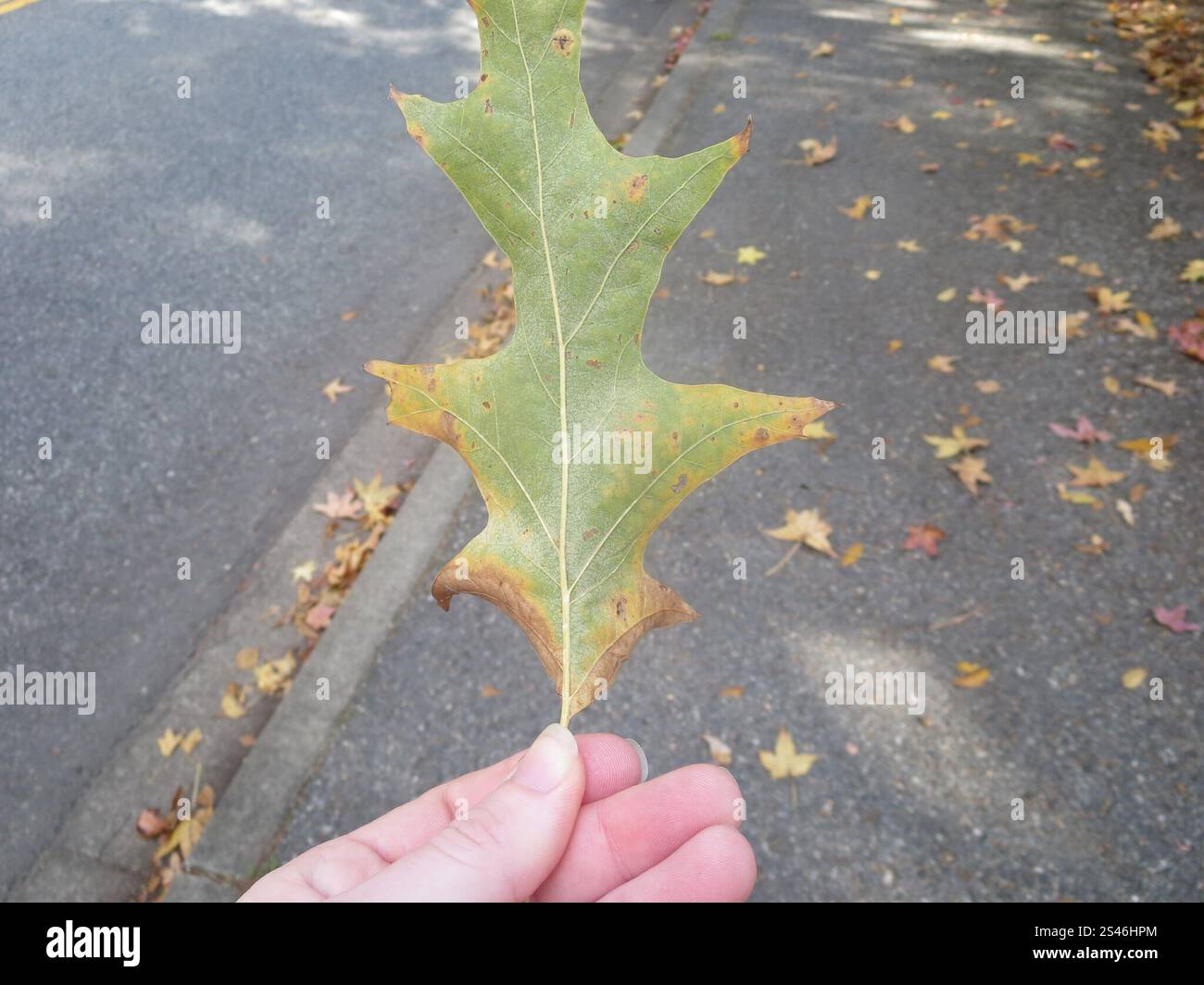 cherrybark oak (Quercus pagoda Stock Photo - Alamy
