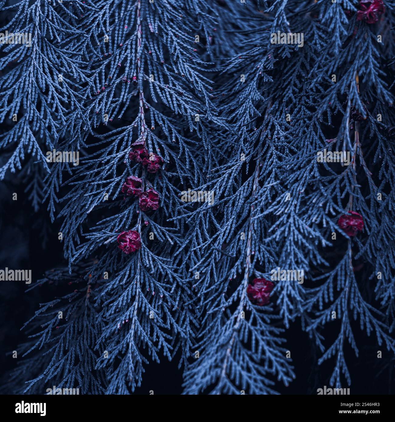 blue pine tree leaves in the forest, cypress leaves, blue background ...