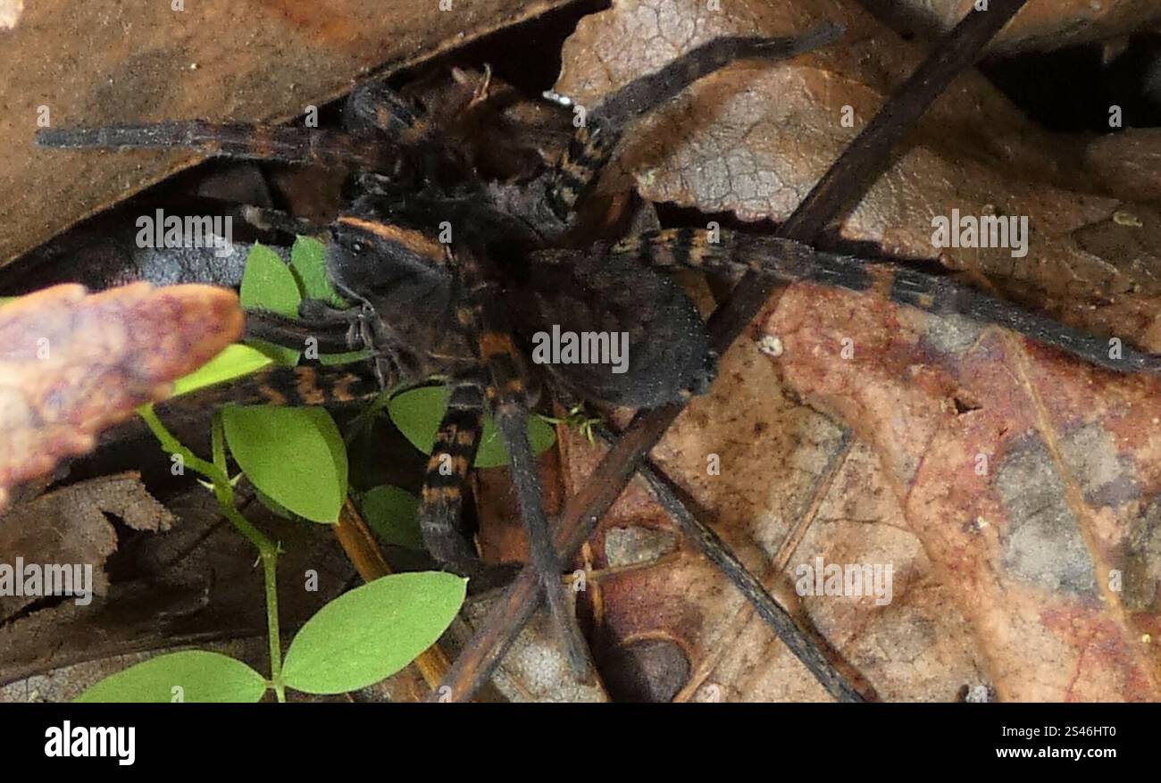 Georgia Wolf Spider (Tigrosa georgicola Stock Photo - Alamy