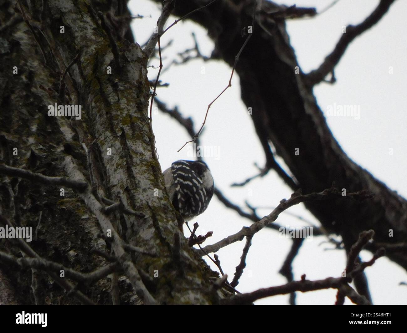 Dryobates Woodpeckers (Dryobates Stock Photo - Alamy