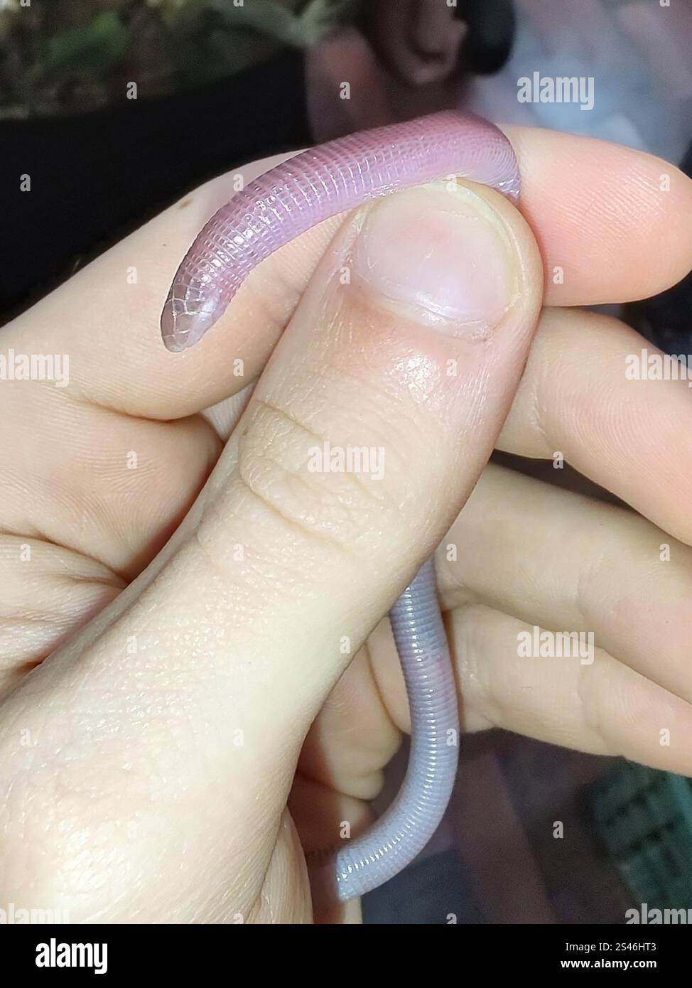 Darwin's Ringed Worm Lizard (Amphisbaena darwinii Stock Photo - Alamy