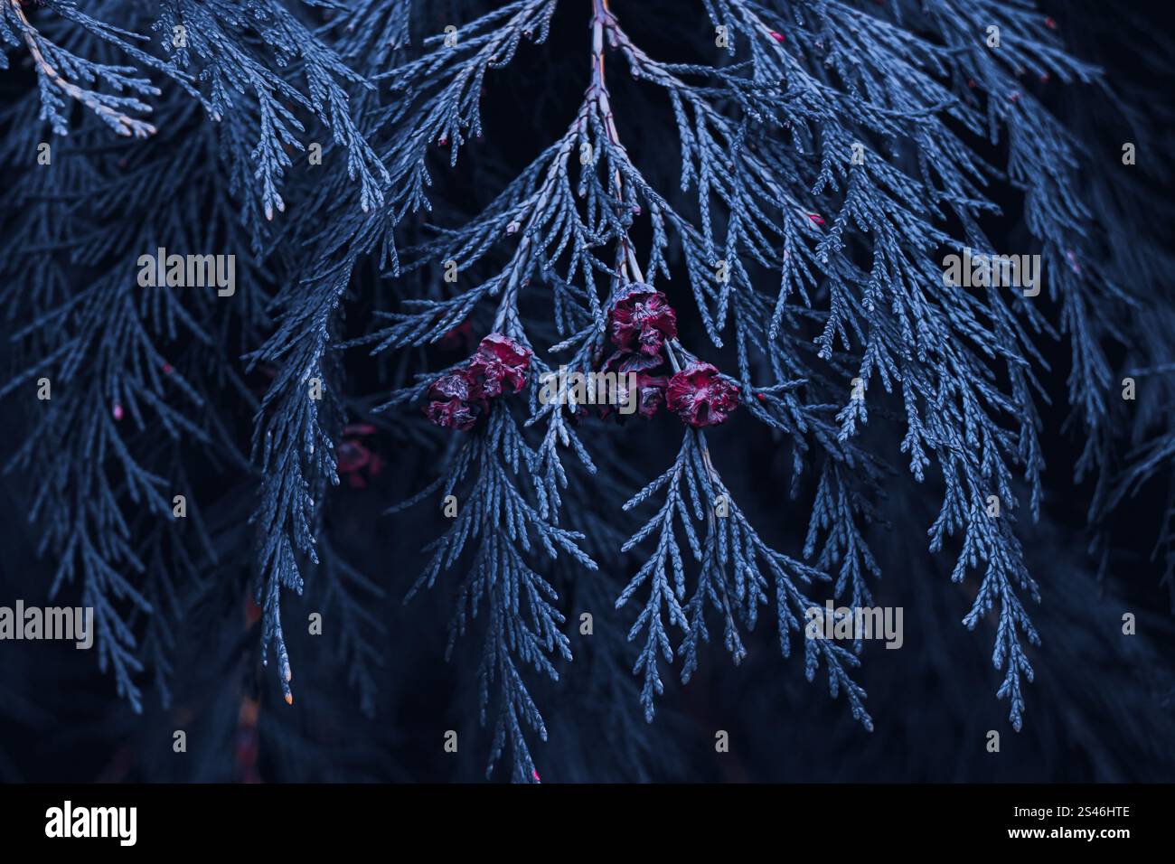 blue pine tree leaves in the forest, cypress leaves, blue background ...