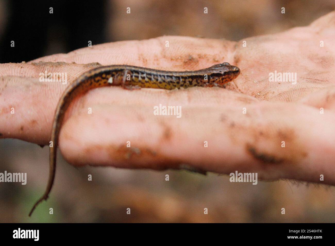 Southern Two-lined Salamander (Eurycea cirrigera Stock Photo - Alamy