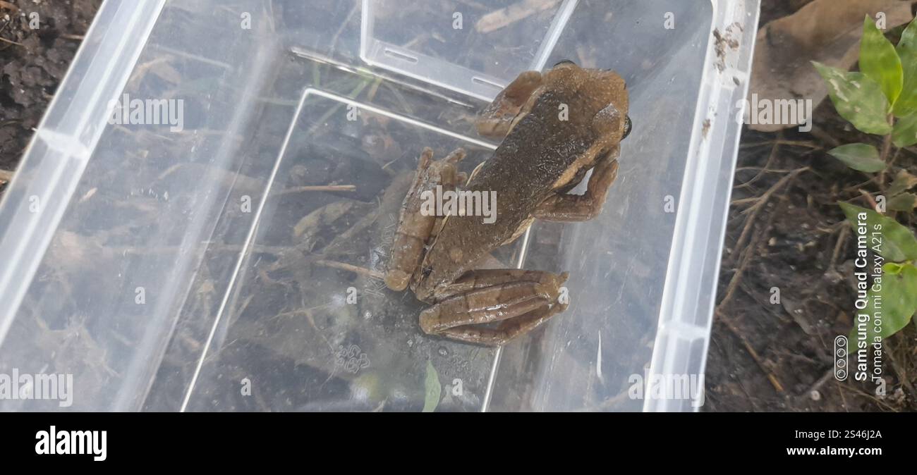 Vermiculated Tree Frog (Trachycephalus vermiculatus Stock Photo - Alamy