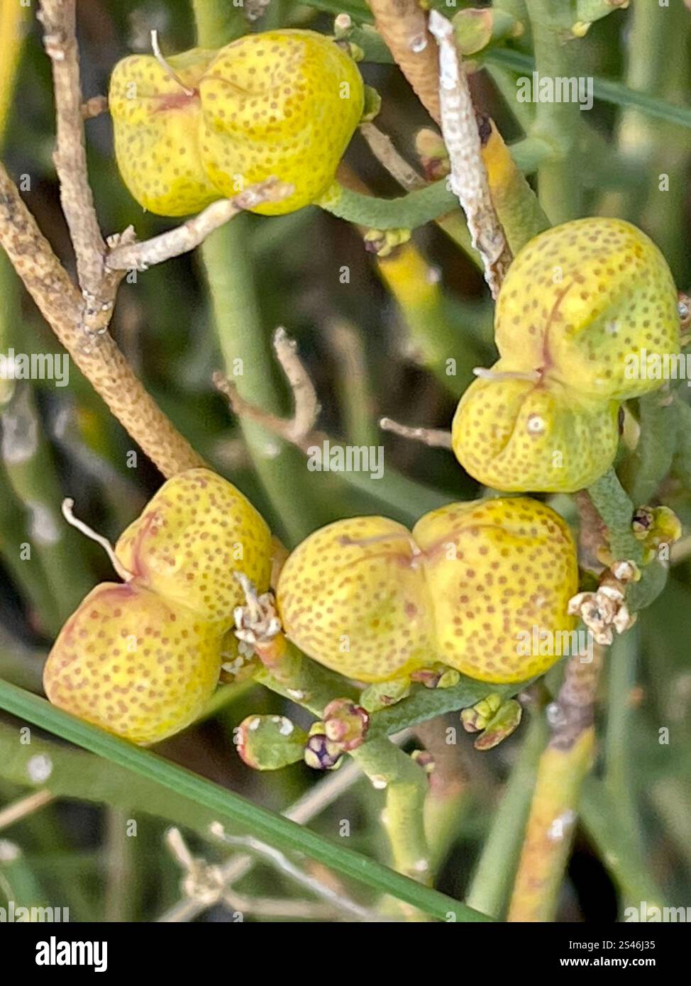 Turpentine Broom (Thamnosma montana Stock Photo - Alamy