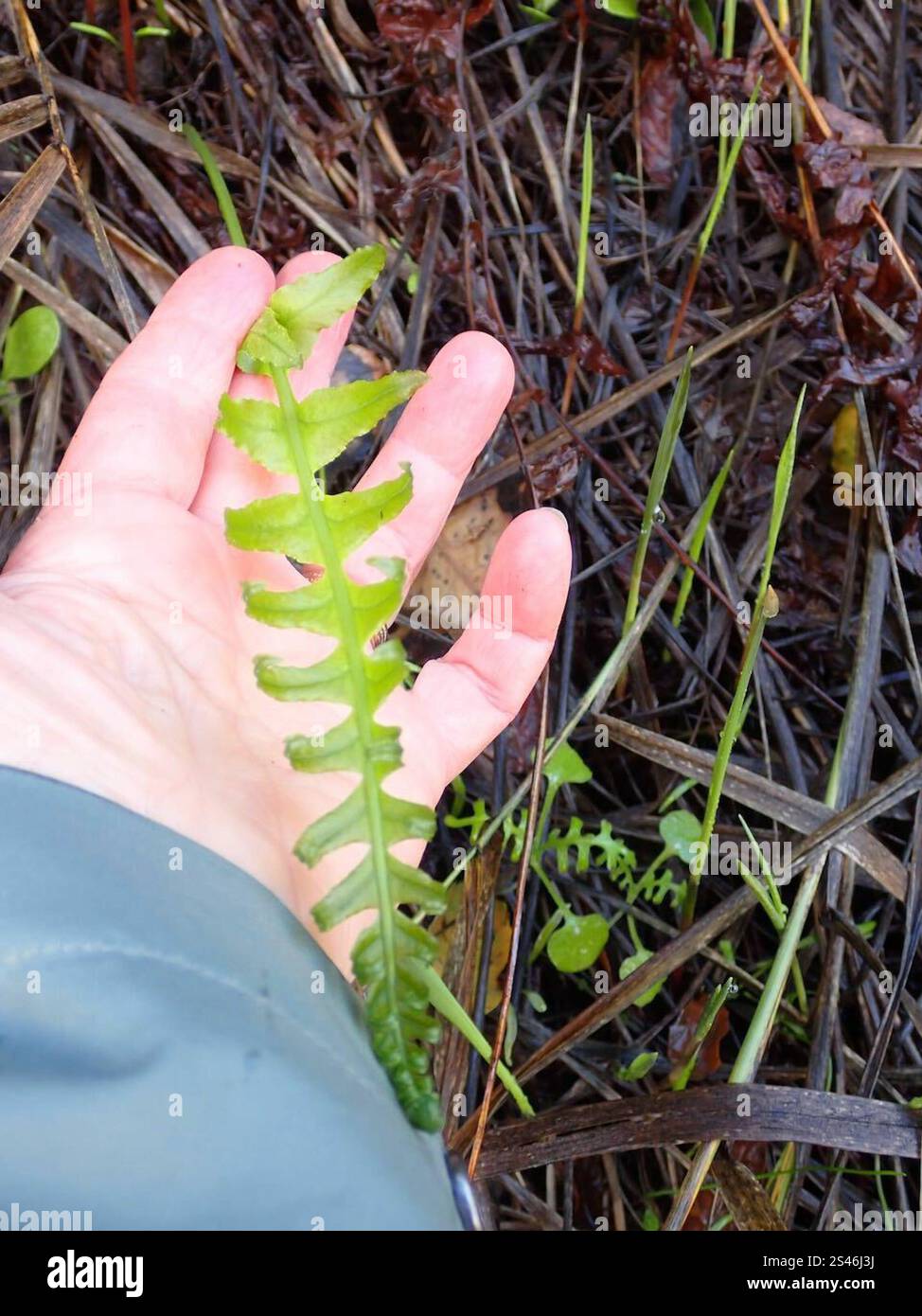 polypody ferns (Polypodium Stock Photo - Alamy