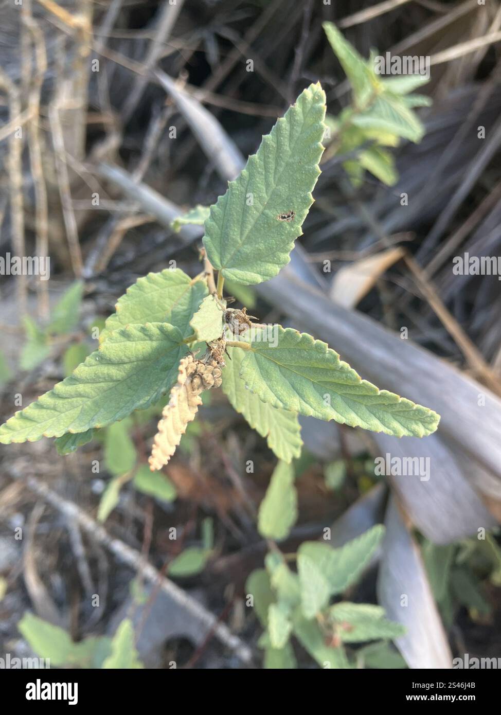 Gulf Teabush (Melochia tomentosa Stock Photo - Alamy