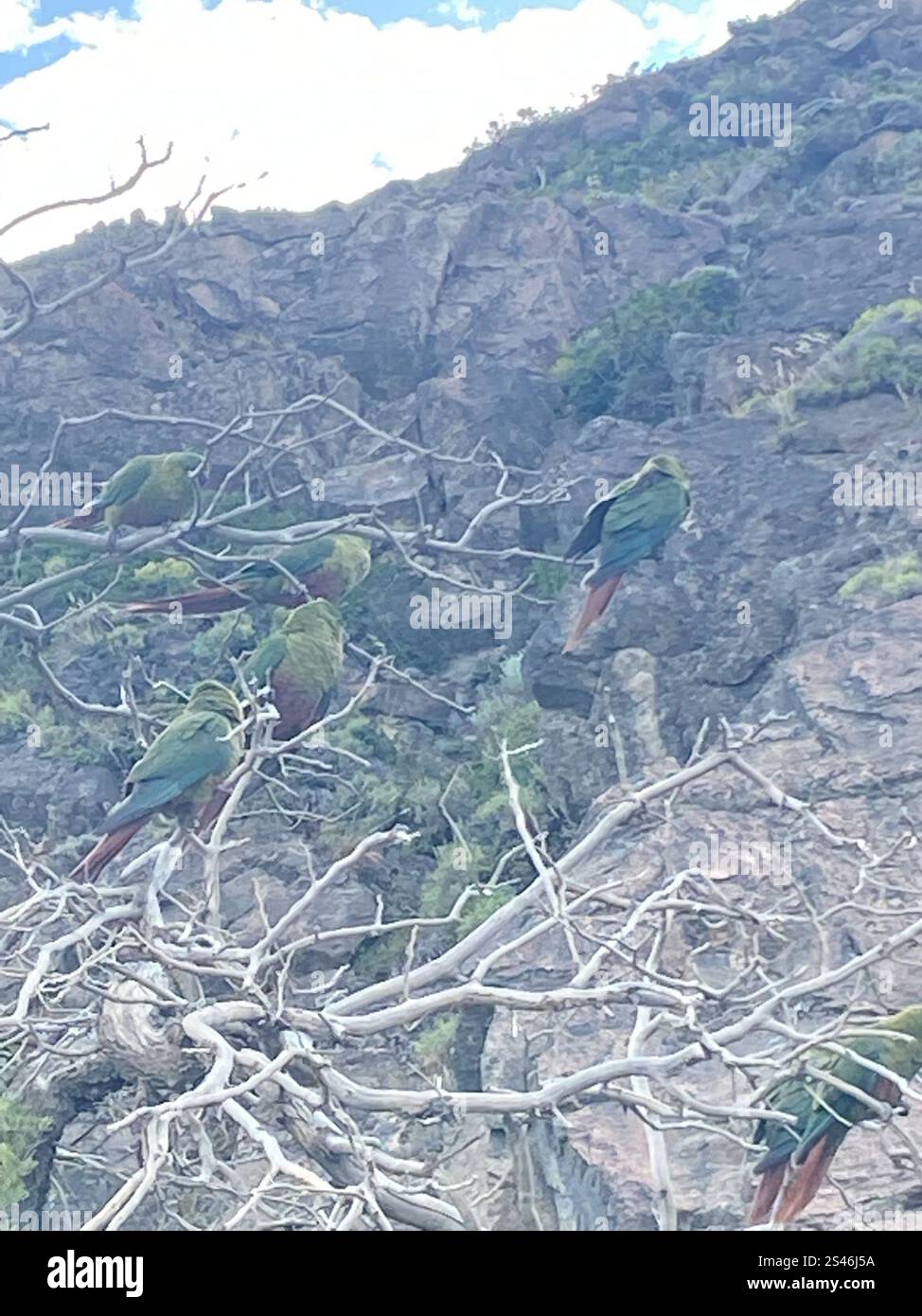 Austral Parakeet (Enicognathus ferrugineus Stock Photo - Alamy