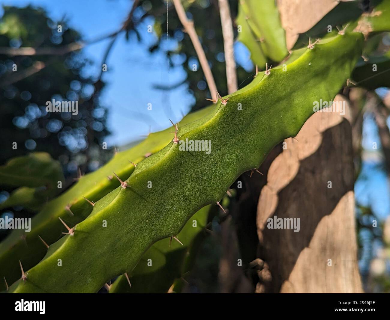 Strawberry Pear (Selenicereus triangularis Stock Photo - Alamy