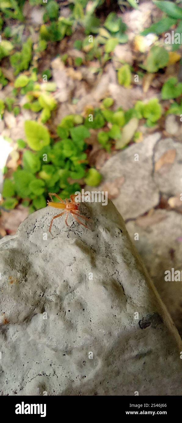 Ghost Spiders (Anyphaenidae Stock Photo - Alamy