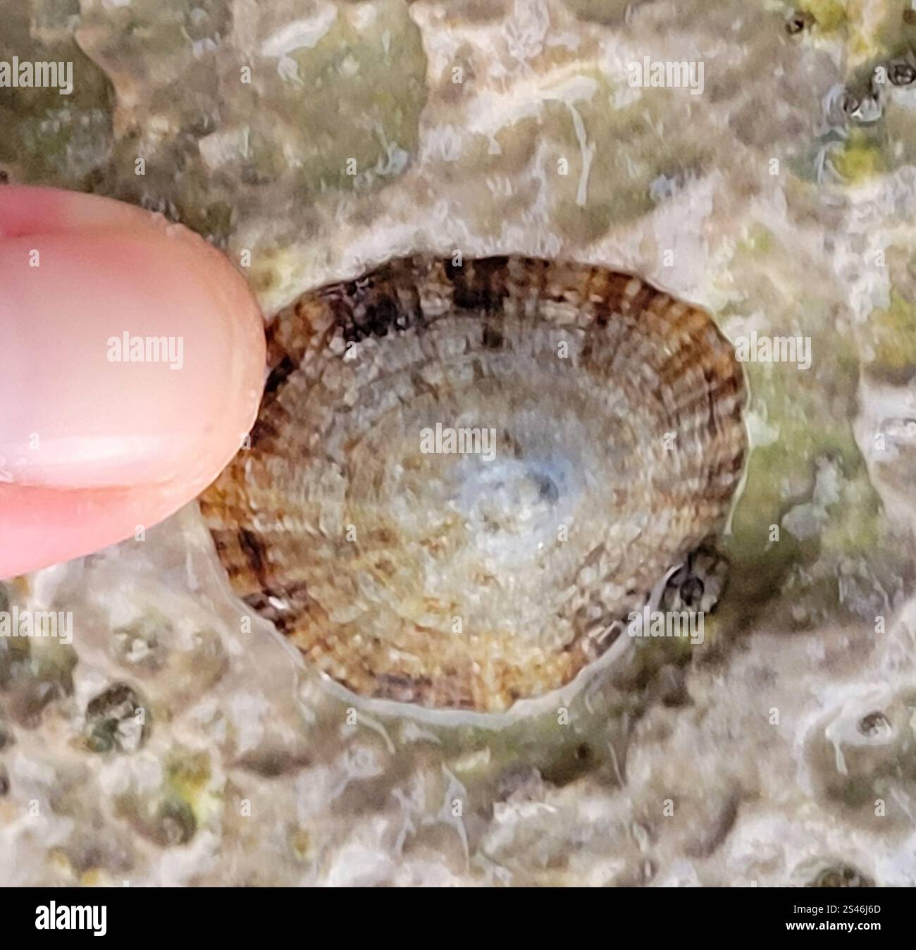 Mediterranean Limpet (Patella caerulea Stock Photo - Alamy