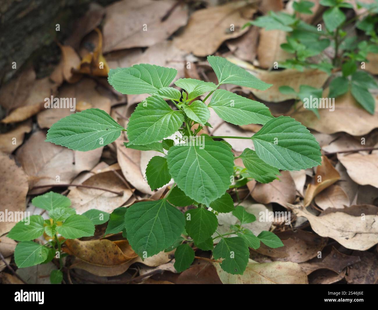 Indian Acalypha (Acalypha indica Stock Photo - Alamy
