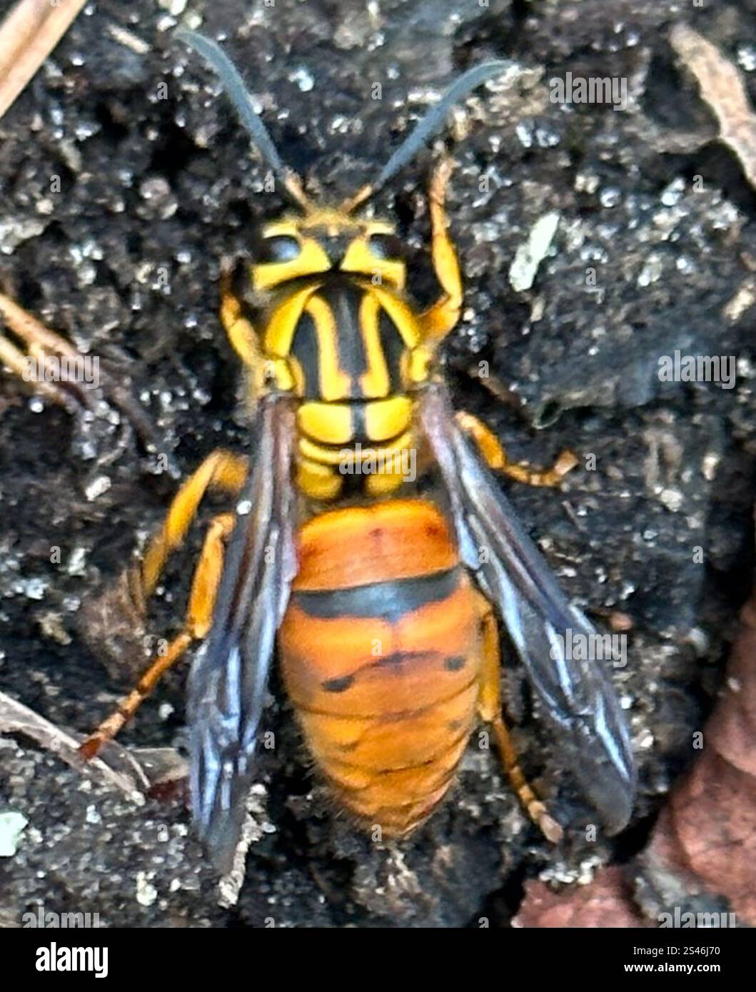 Southern Yellowjacket (Vespula squamosa Stock Photo - Alamy