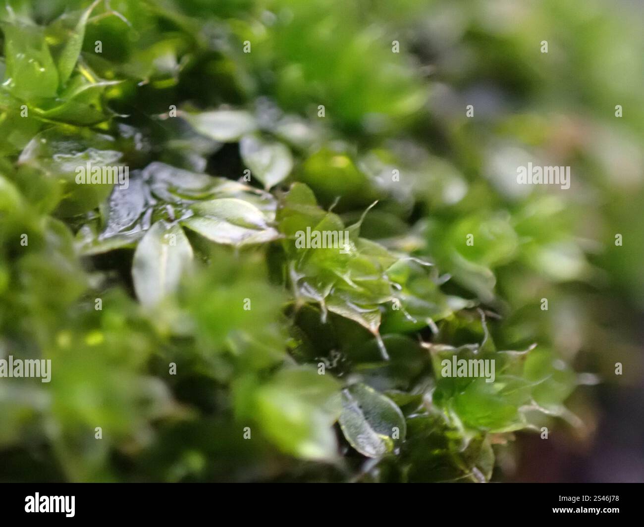Capillary Thread-moss (Ptychostomum capillare Stock Photo - Alamy