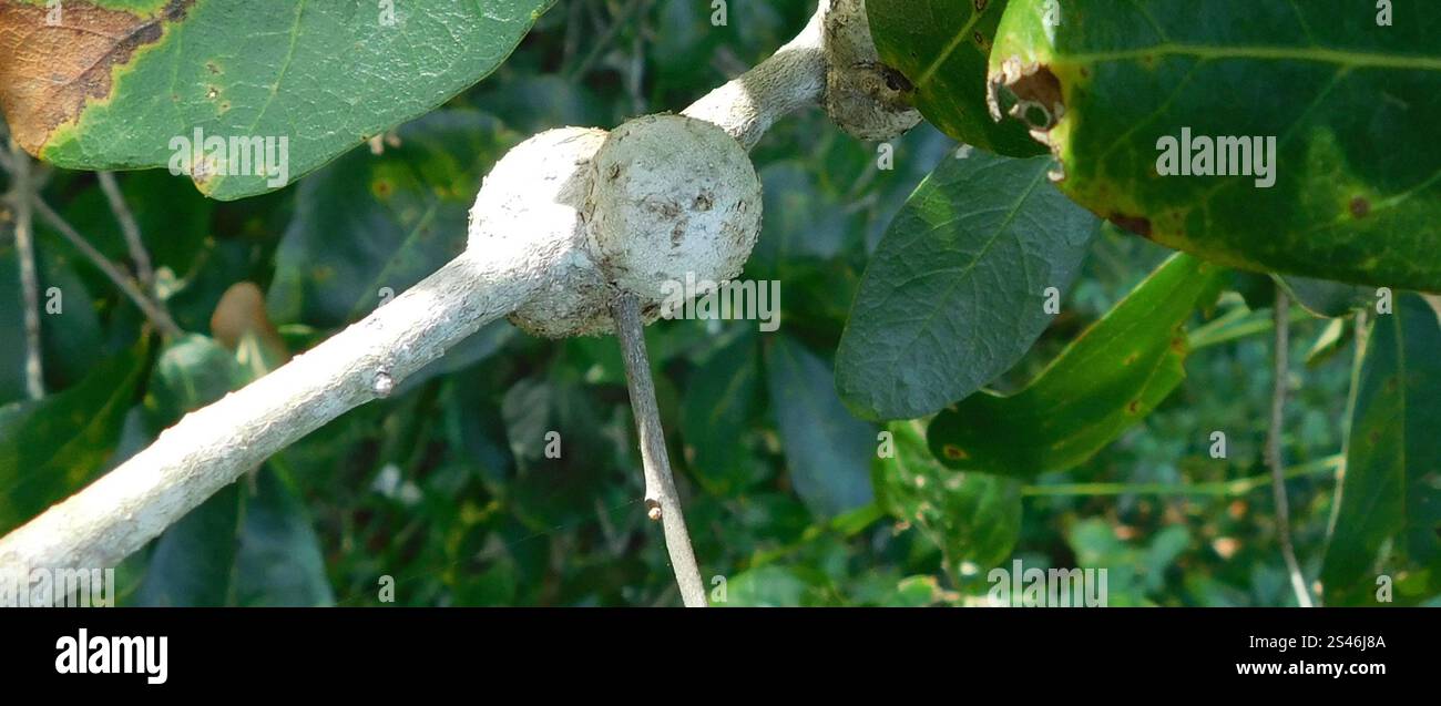 Southern Live Oak Stem Gall Wasp (Callirhytis quercusbatatoides Stock ...