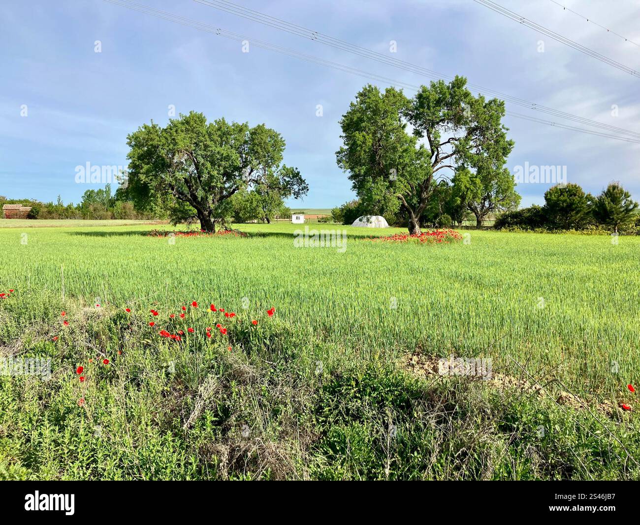 Wheat Field with Trees, Wild Flowers and Poppies on the Camino Francés ...