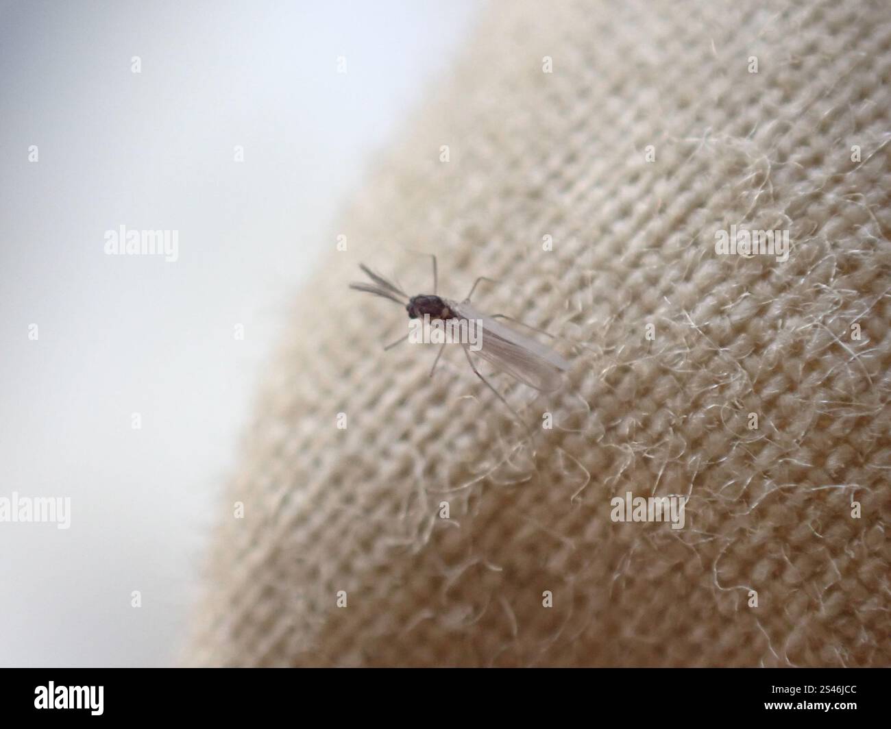 Non-biting Midges (Chironomidae Stock Photo - Alamy
