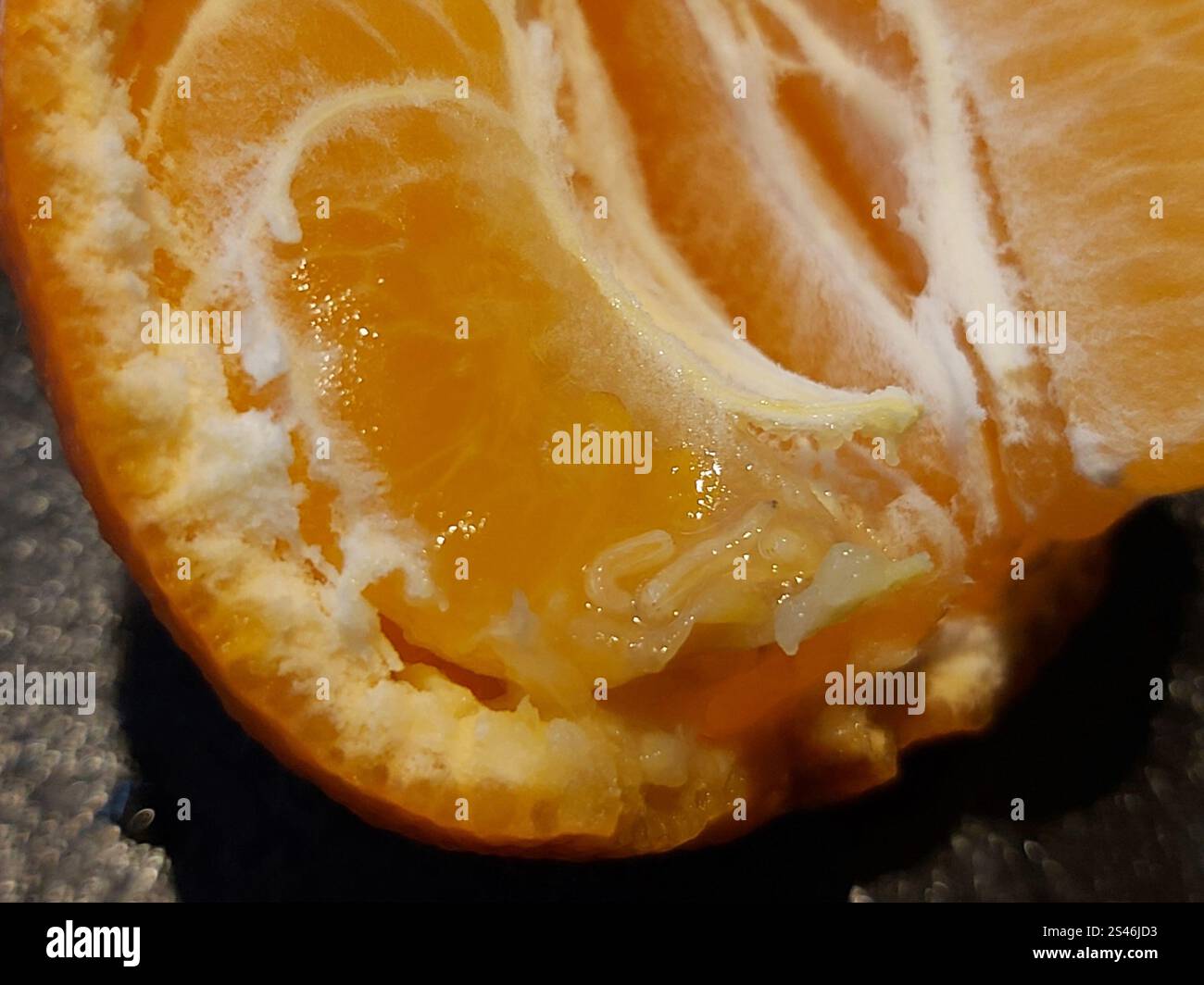 Mediterranean Fruit Fly (Ceratitis capitata Stock Photo - Alamy