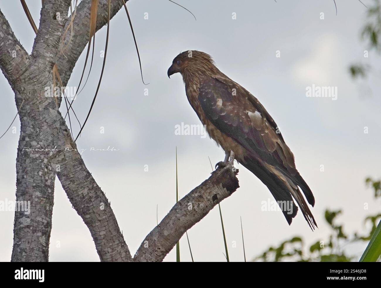 Whistling Kite (Haliastur sphenurus Stock Photo - Alamy