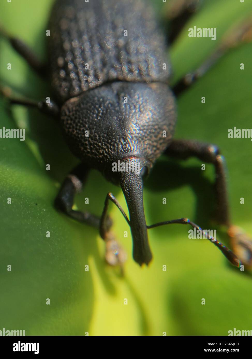 black coconut bunch weevil (Homalinotus coriaceus Stock Photo - Alamy