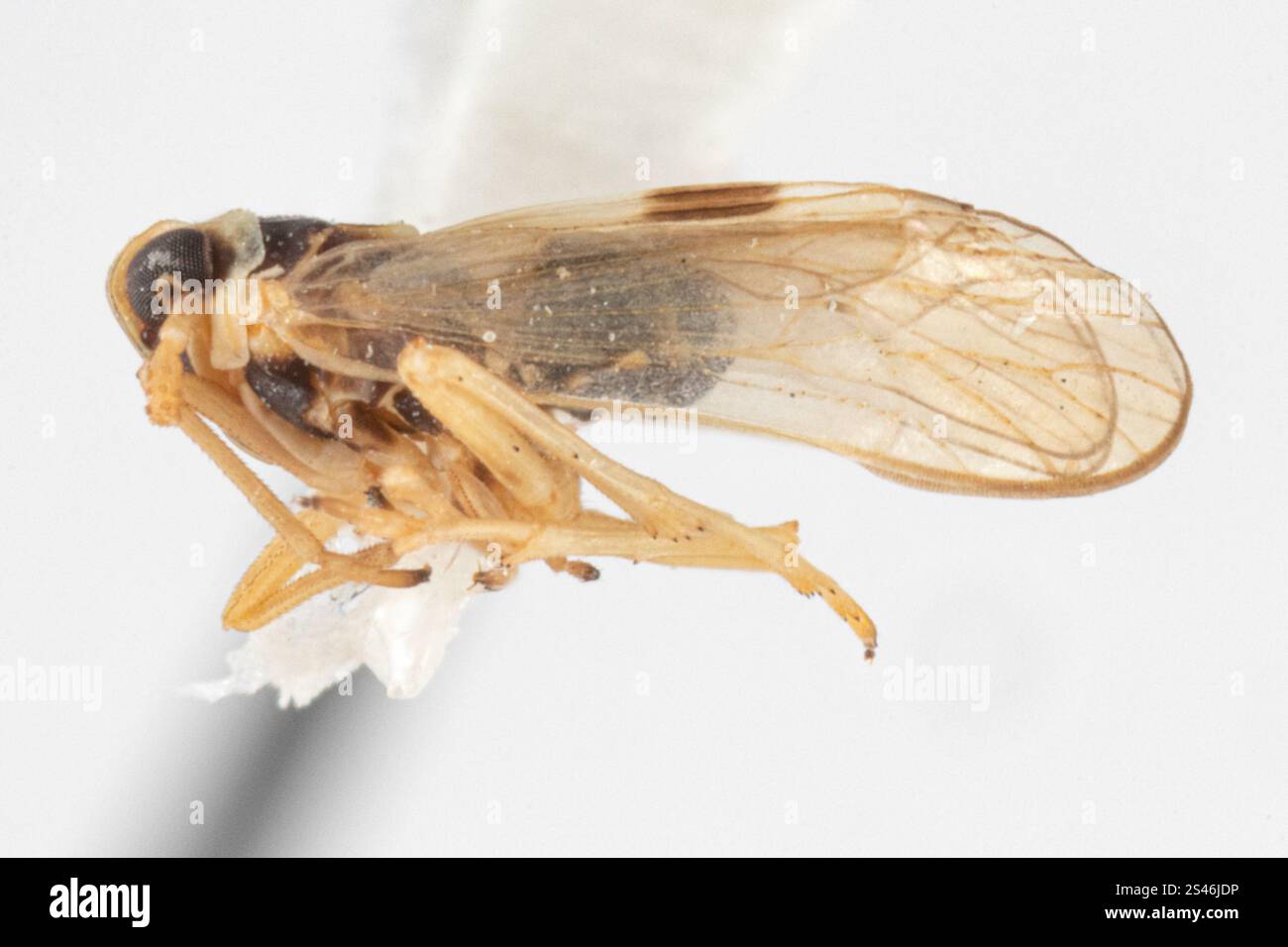 small brown planthopper (Laodelphax striatella Stock Photo - Alamy