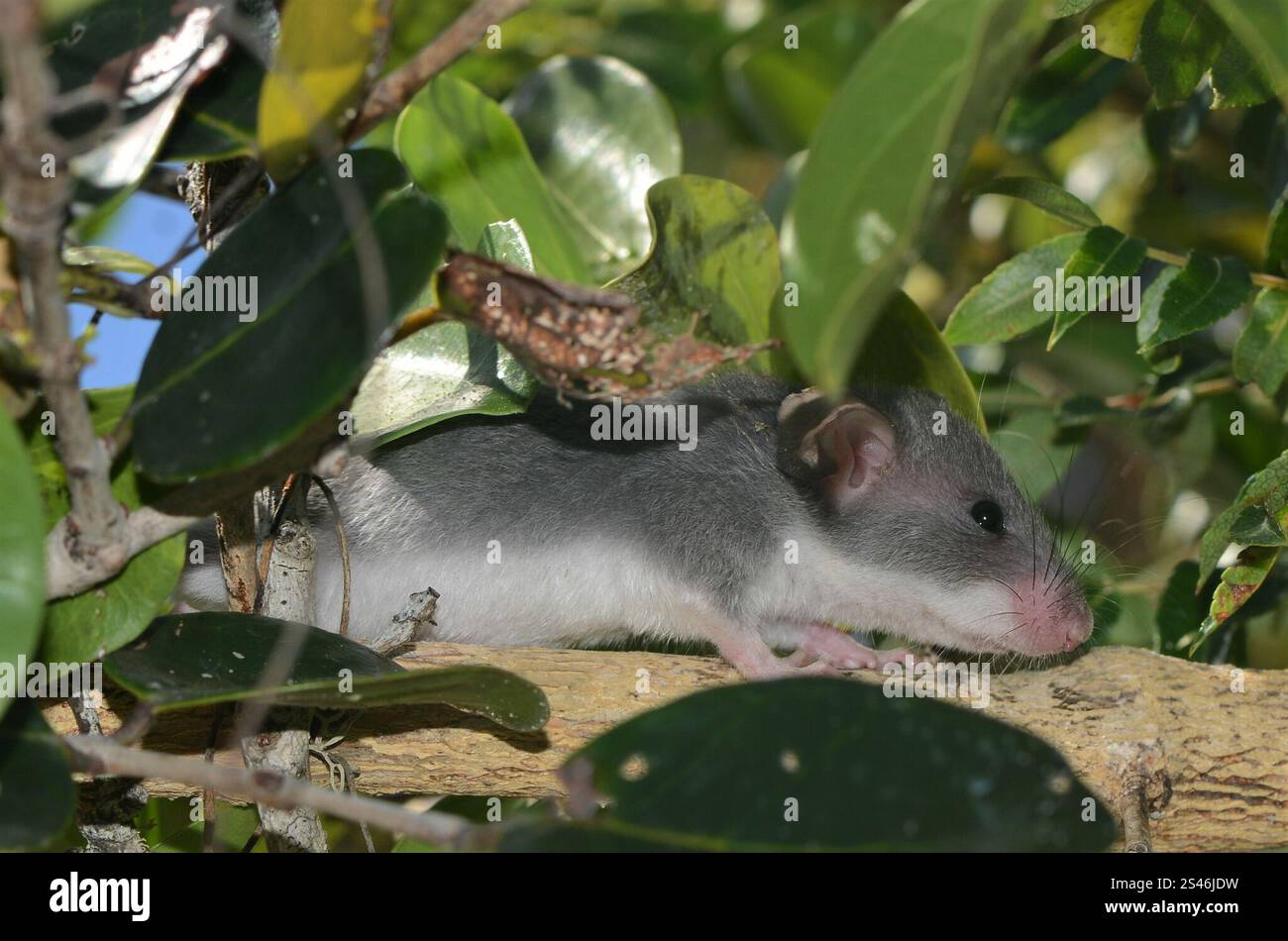 Long-tailed Pouched Rat (Beamys hindei Stock Photo - Alamy