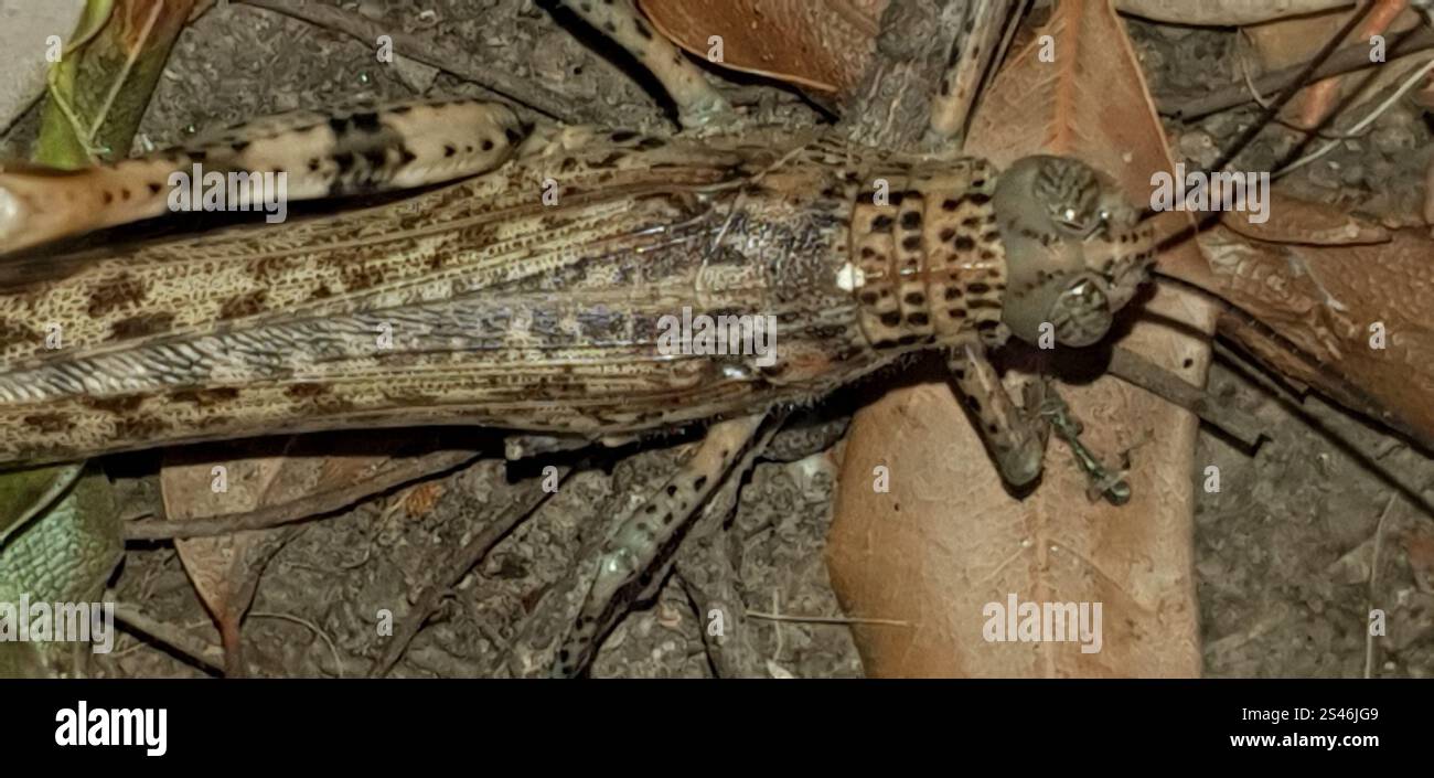 Giant Grasshopper (Valanga irregularis Stock Photo - Alamy