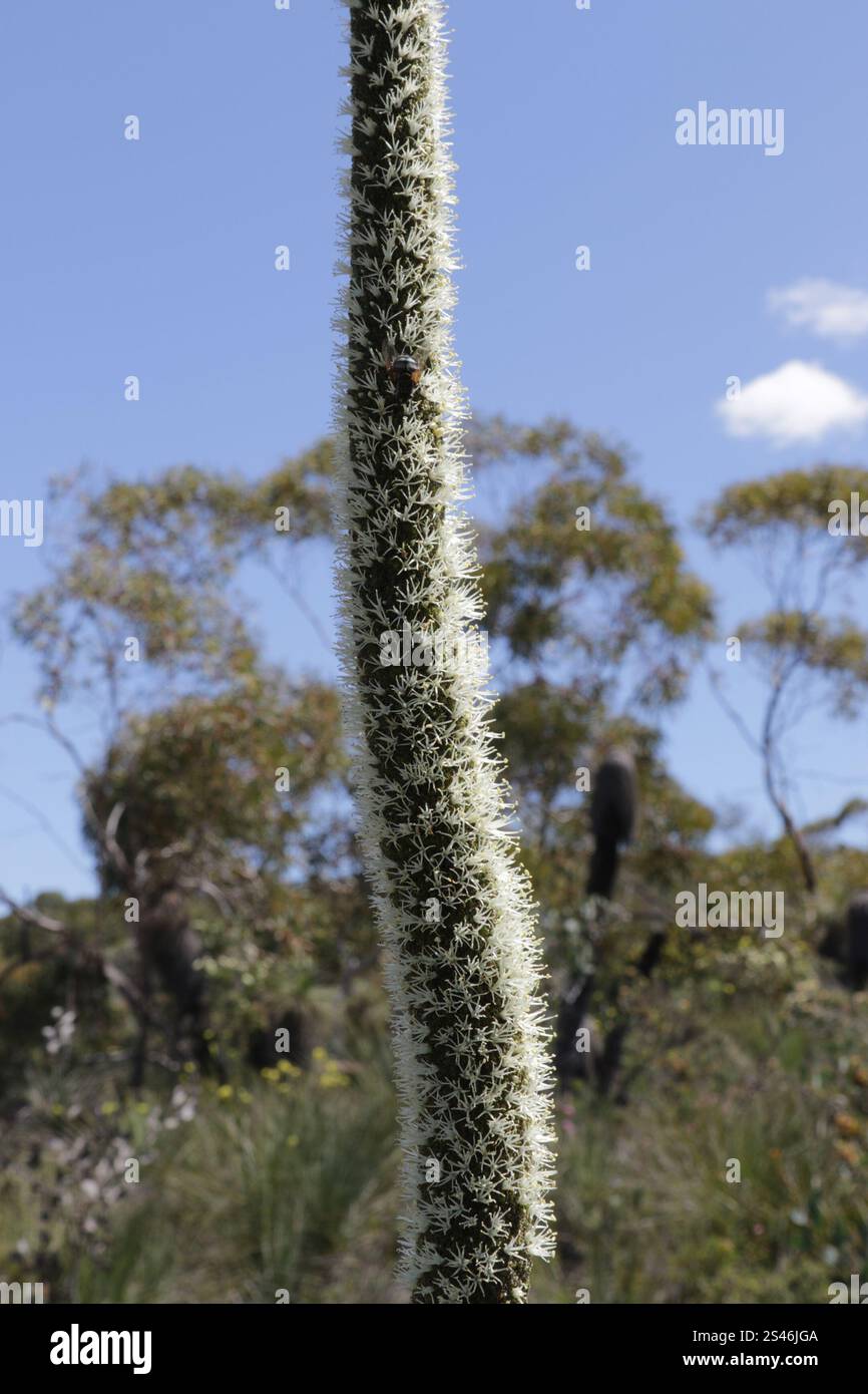 Balga hi-res stock photography and images - Alamy