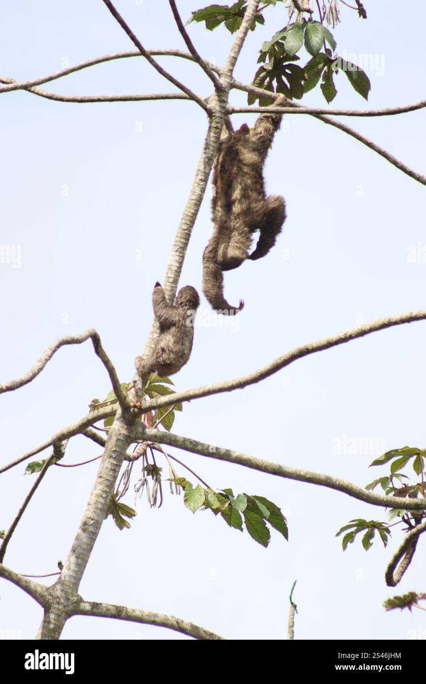 Northern Atlantic Forest Three-toed Sloth (Bradypus variegatus ...