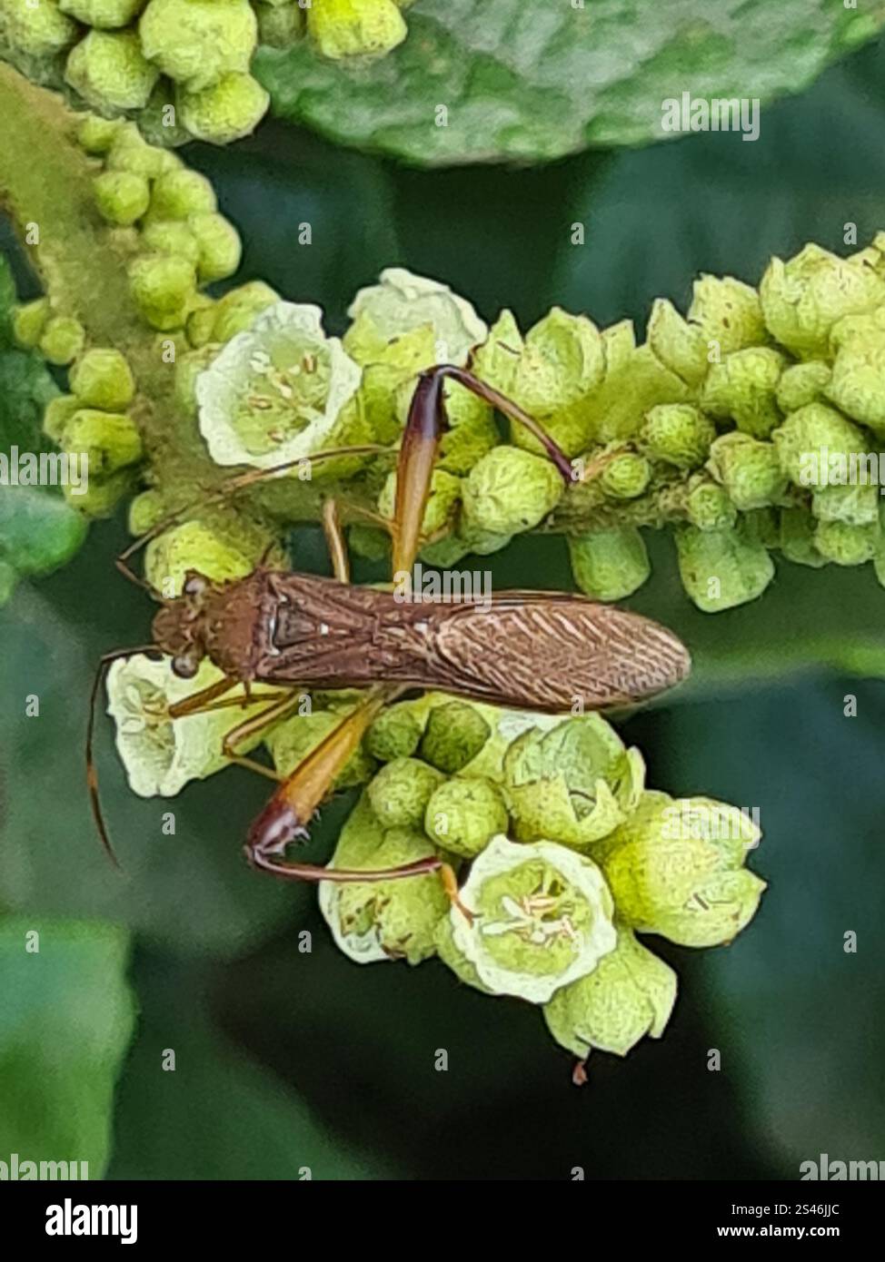 Leaf-footed Bugs and Allies (Coreoidea Stock Photo - Alamy