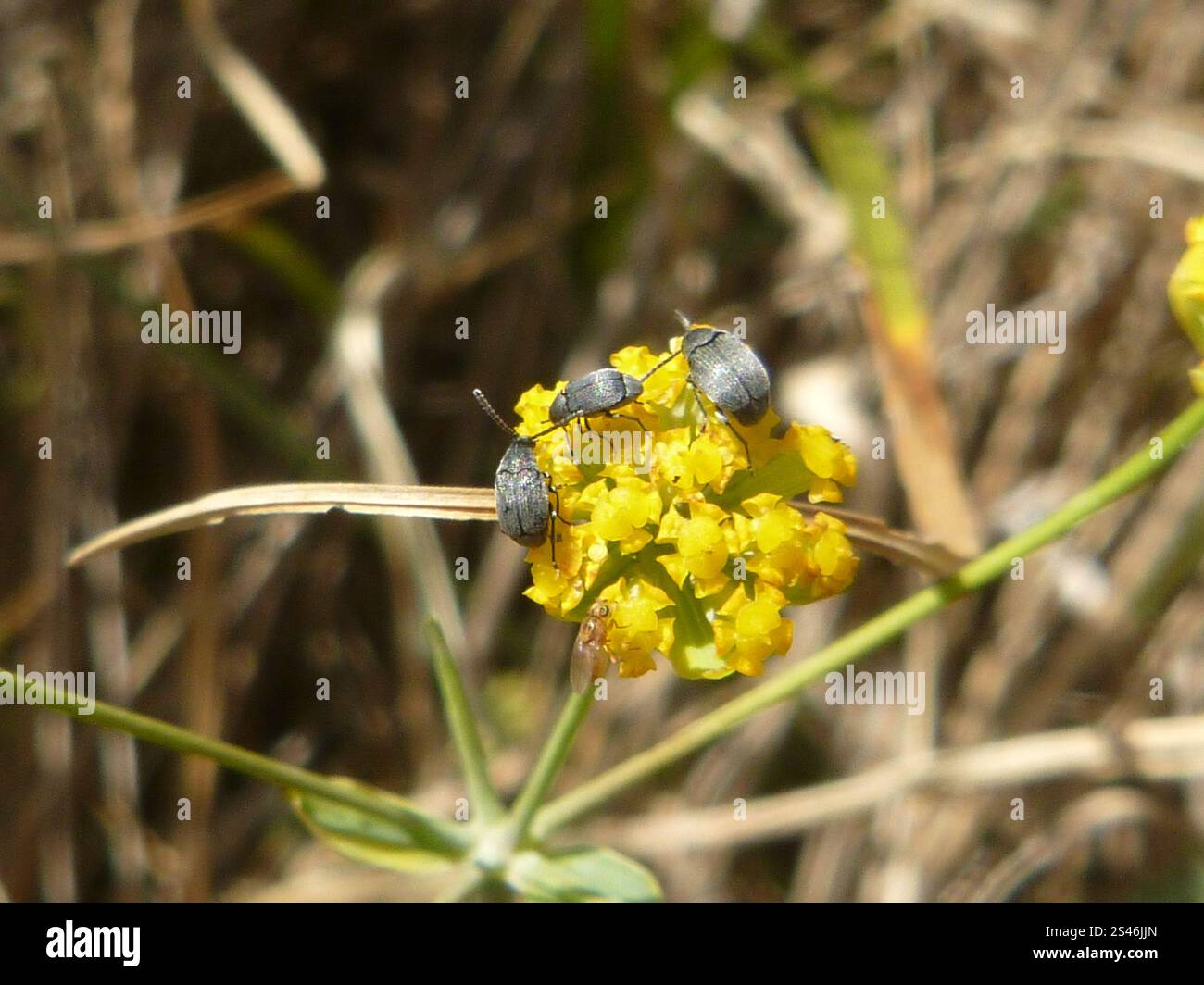 Sickle-leaved Hare's-ear (Bupleurum falcatum Stock Photo - Alamy