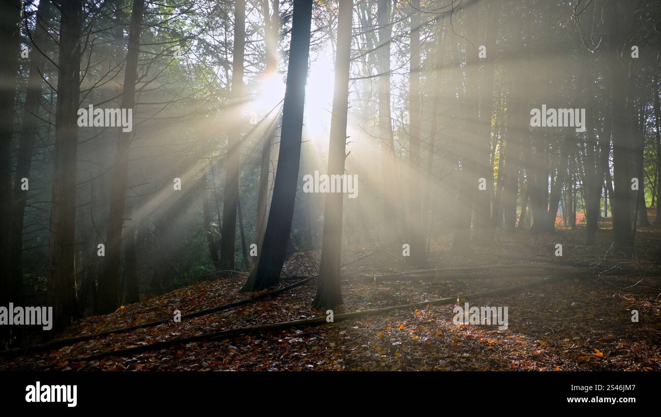 Lens flare light rays shining through trees in a forest , sunlight ...