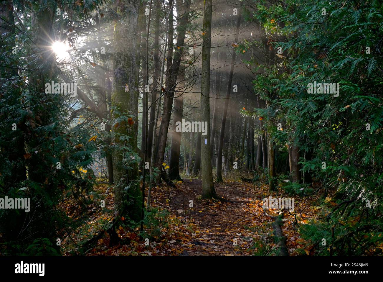 Lens flare light rays shining through trees in a forest , sunlight ...