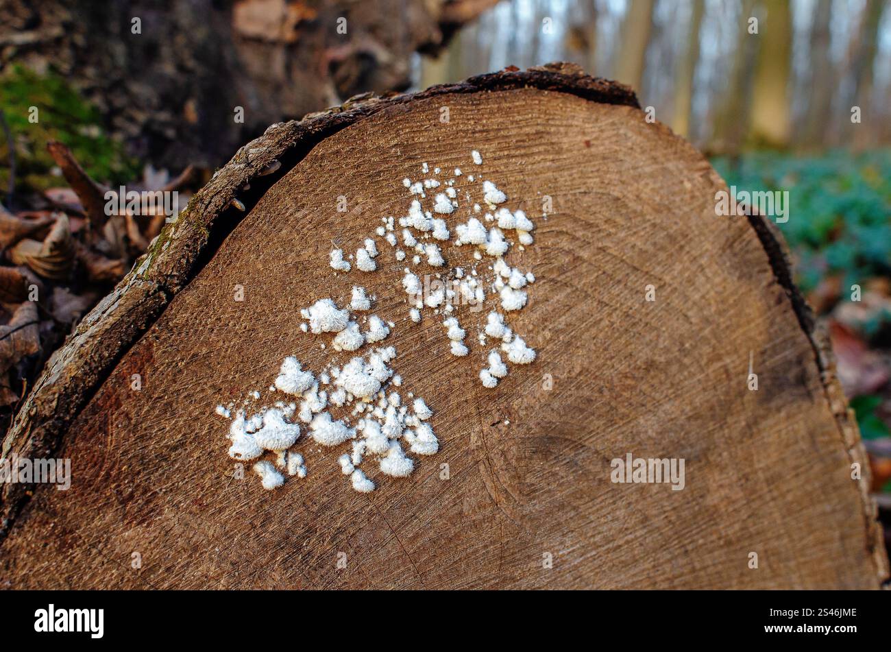 Macro photo of lichen mushrooms. Close-up texture of cut tree. Lichens ...
